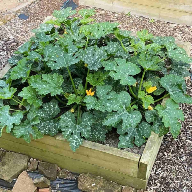 COURGETTE RECIPES (ZUCCHINI) - Farmersgirl Kitchen