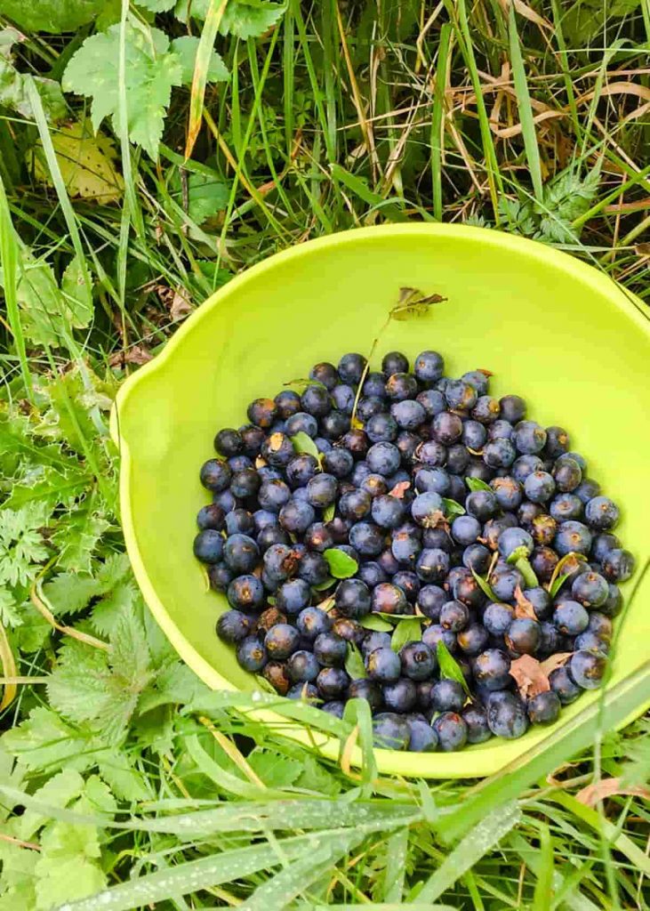 How to make Sloe Cordial - Farmersgirl Kitchen