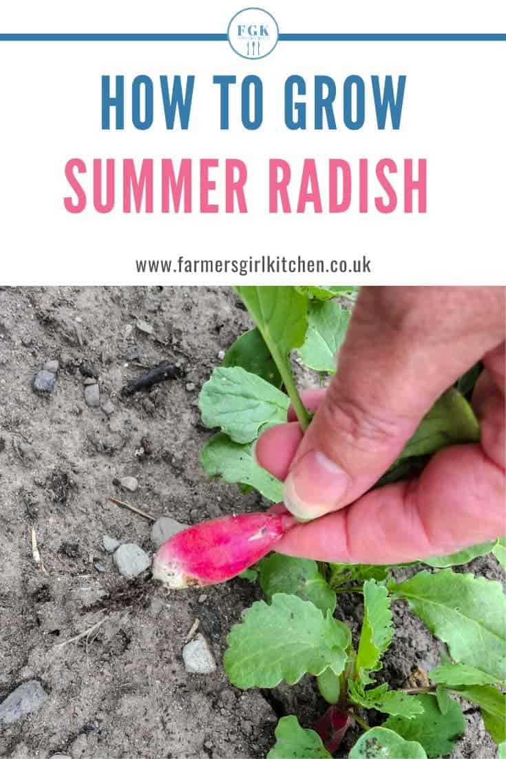 How to Grow Summer Radish - Farmersgirl Kitchen
