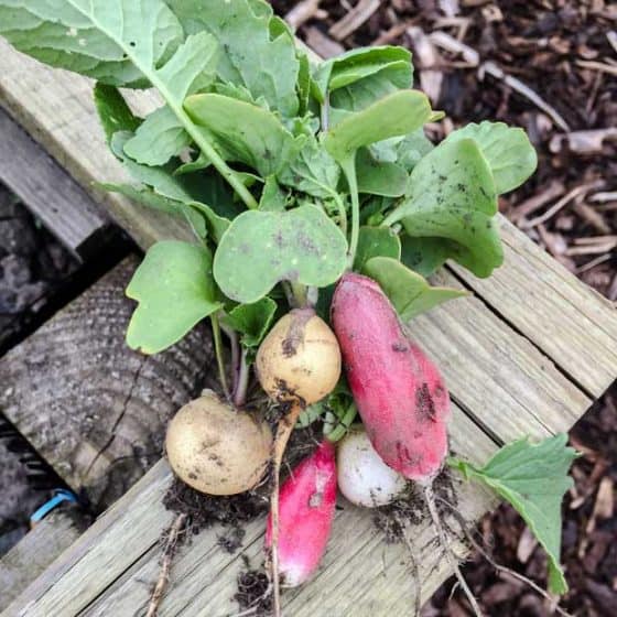 How to Grow Summer Radish - Farmersgirl Kitchen