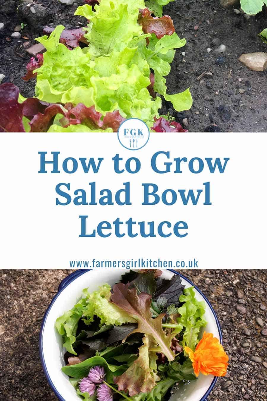 How to Grow Salad Bowl Lettuce - Farmersgirl Kitchen