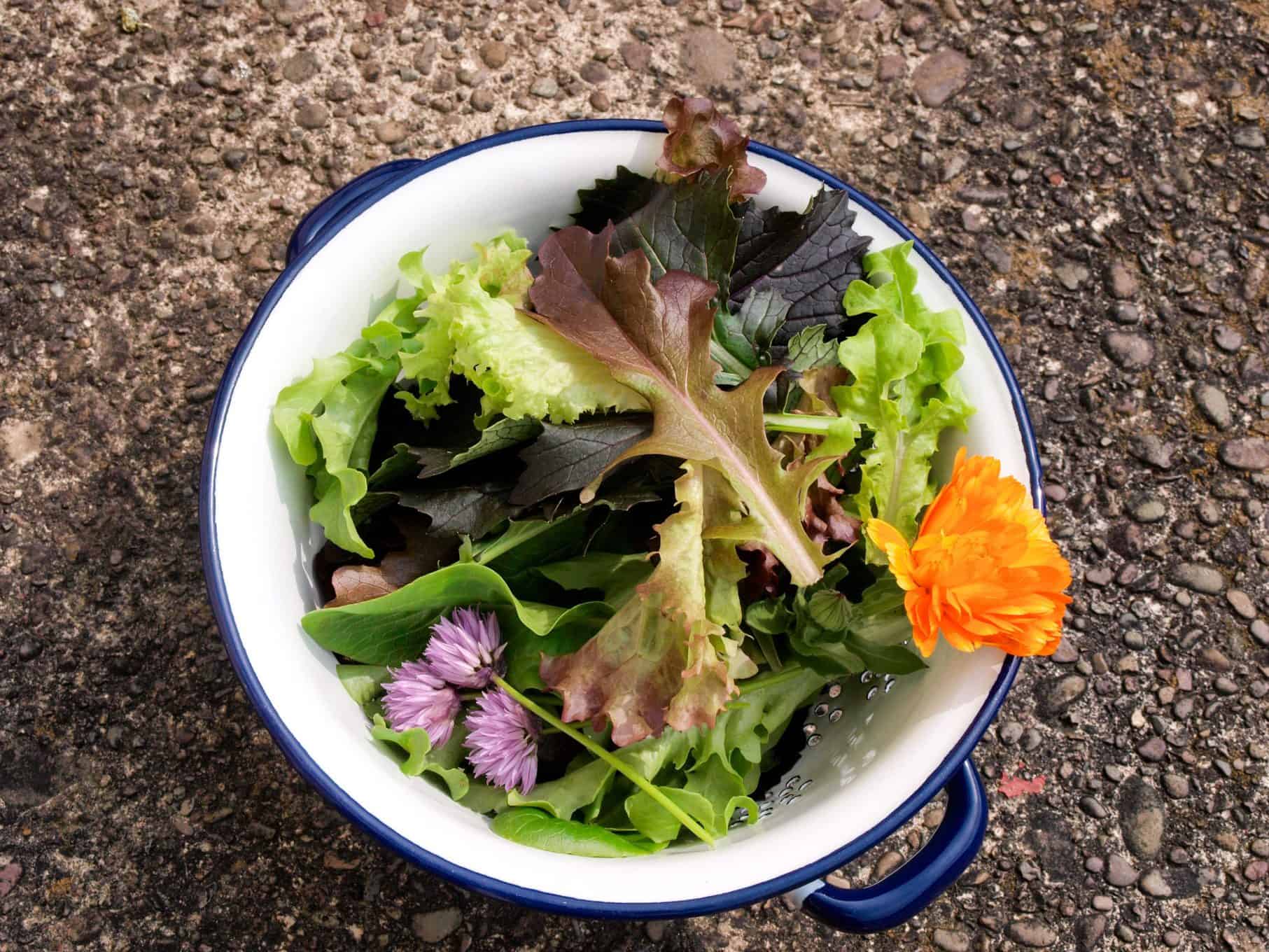 How to Grow Salad Bowl Lettuce - Farmersgirl Kitchen
