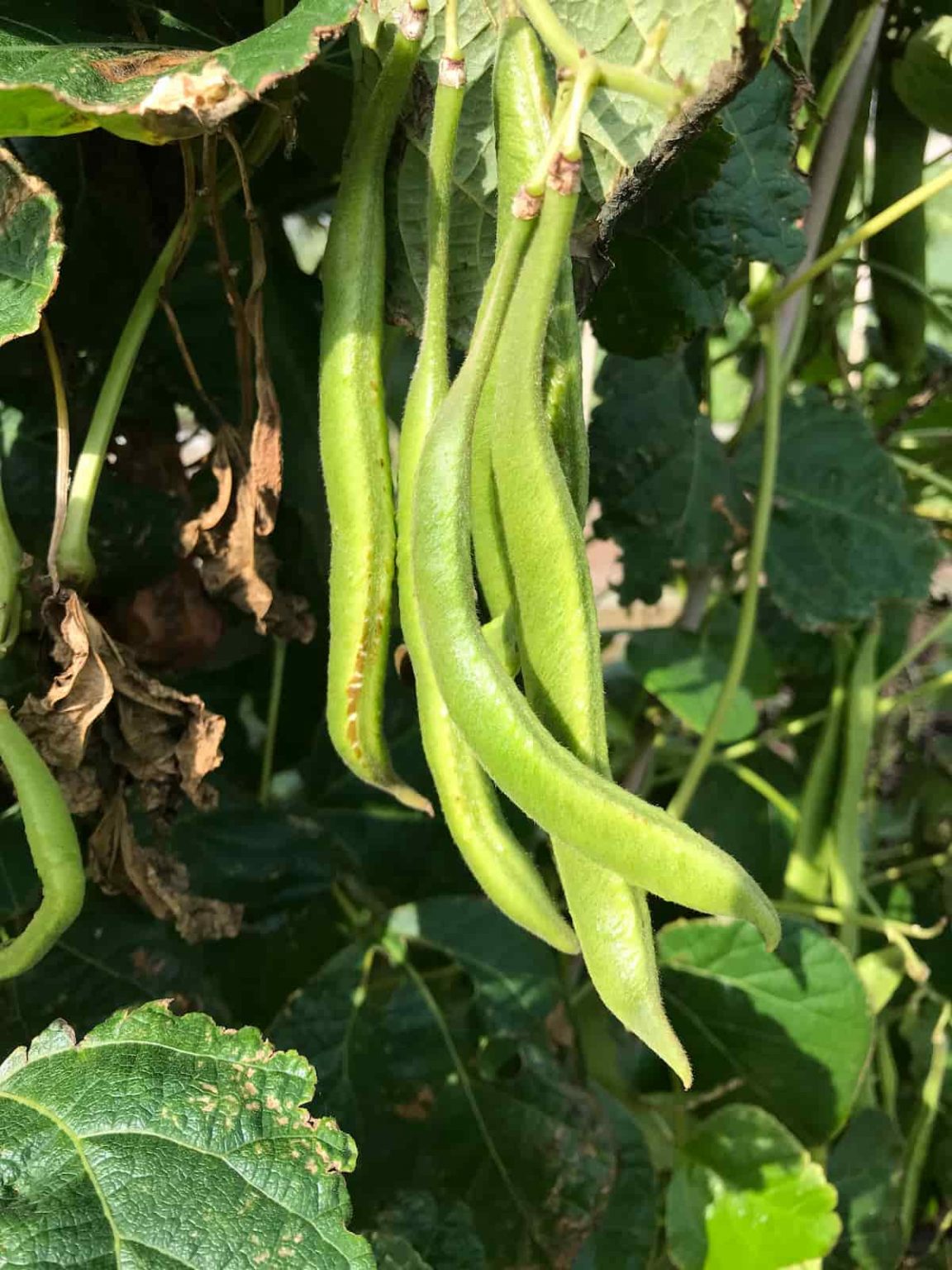 Runner Bean Chutney with Tomato & Chilli - Farmersgirl Kitchen