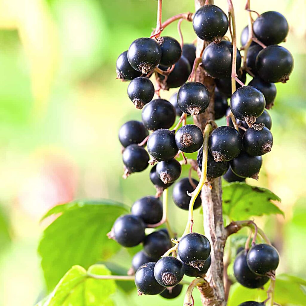 No Churn Blackcurrant Ice Cream - Farmersgirl Kitchen