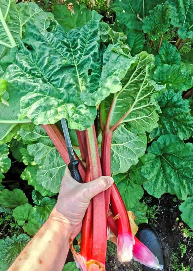 Rhubarb Compote (Stewed Rhubarb) - Farmersgirl Kitchen