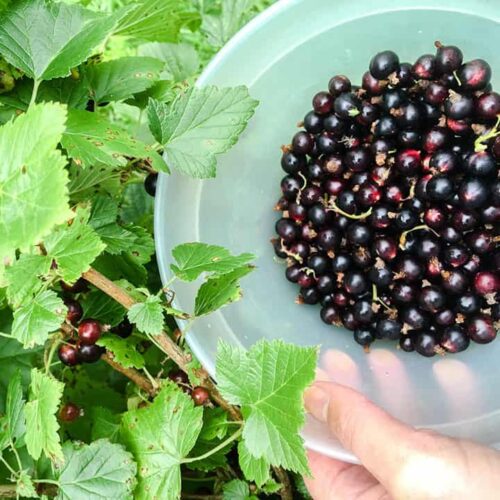 Blackcurrant Compote - Farmersgirl Kitchen